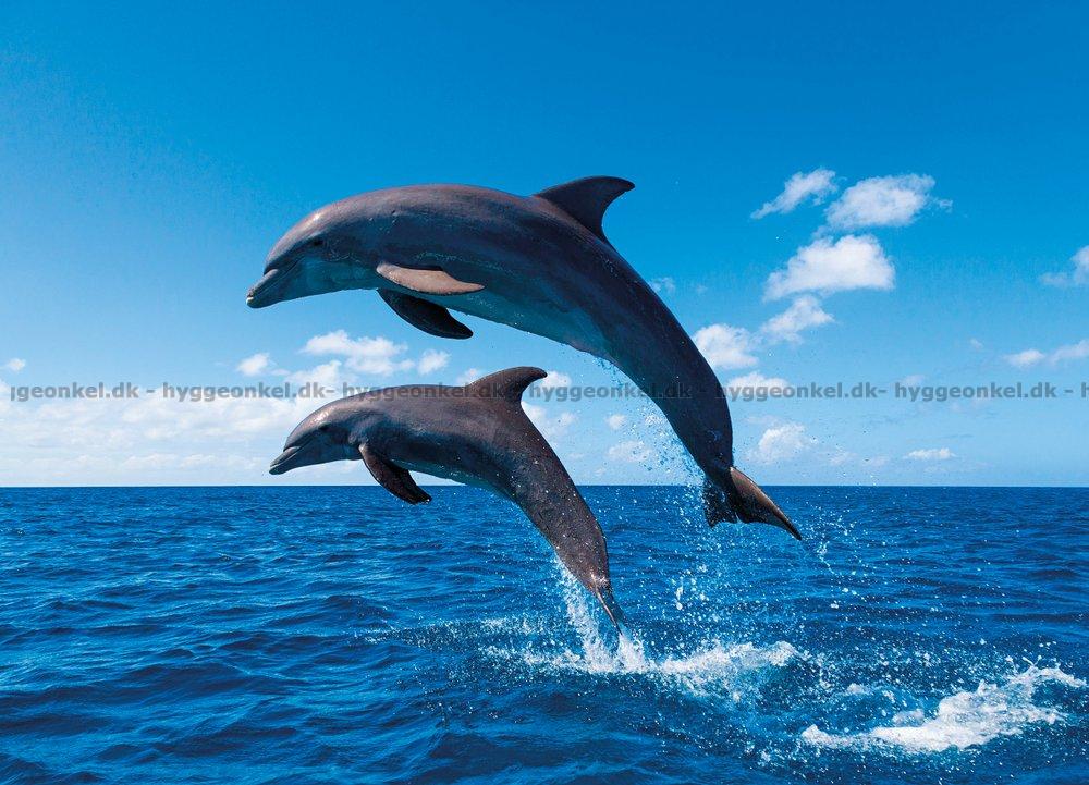 → Köp Två delfiner hoppar, 1000 bitar billigt ←