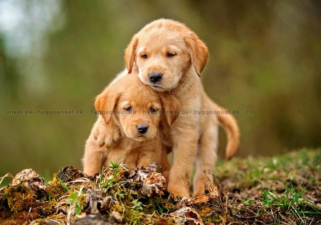 Söta hundvalpar, 500 bitar köper du billigt här.