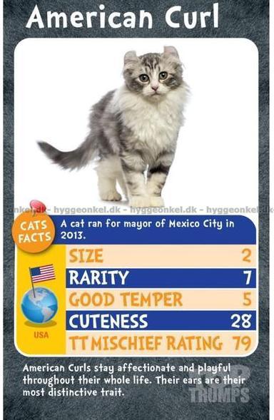 Köp Top Trumps: Cats kortspel! Blixtsnabb leverans - 5036905023696 ...